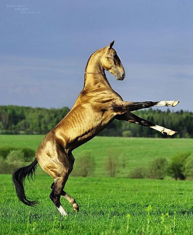 ۞ ИСТОРИЯ ТУРКМЕНИСТАНА И ТУРКМЕН ۞: THE TURKOMAN HORSE IN EUROPE AND ...