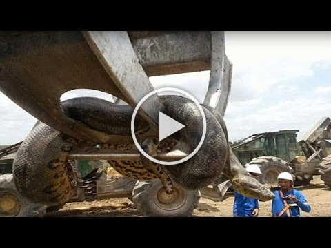 VIDEO: Biggest Snake Ever | Construction Workers Discover 10m Anaconda ...
