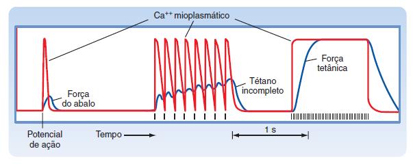 Fisiologia Resumida: Você sabe como funciona a tetatização
