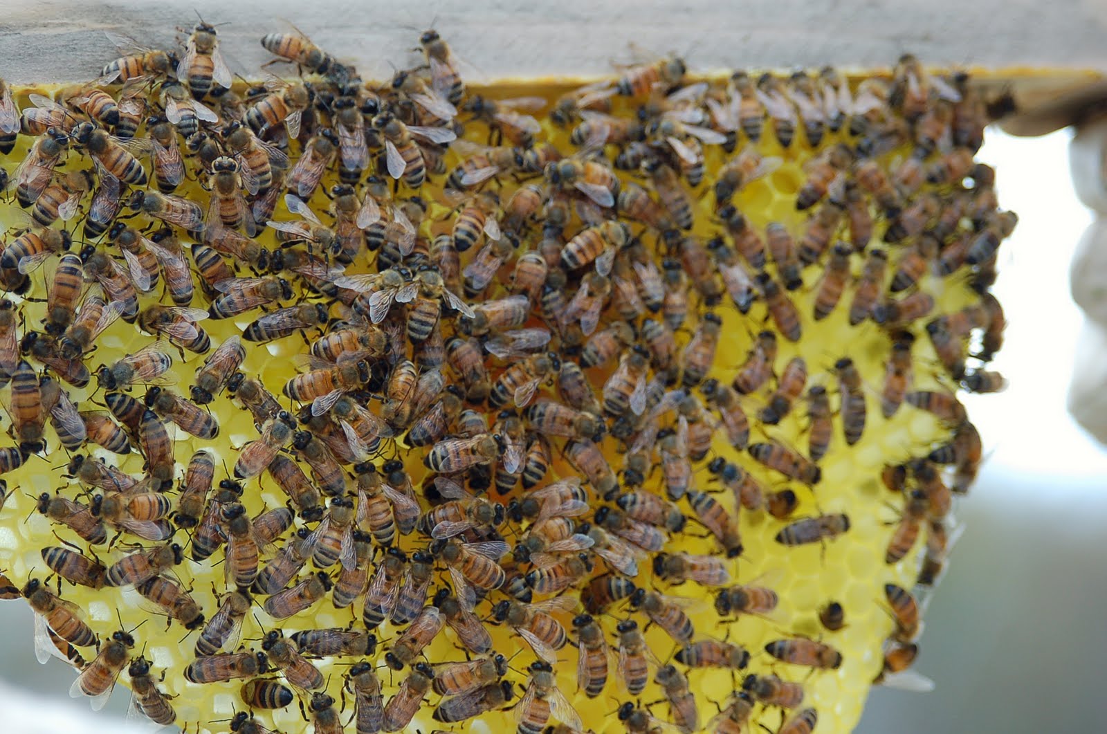 Wherever I am is where I'm at...: double combs on a top bar hive