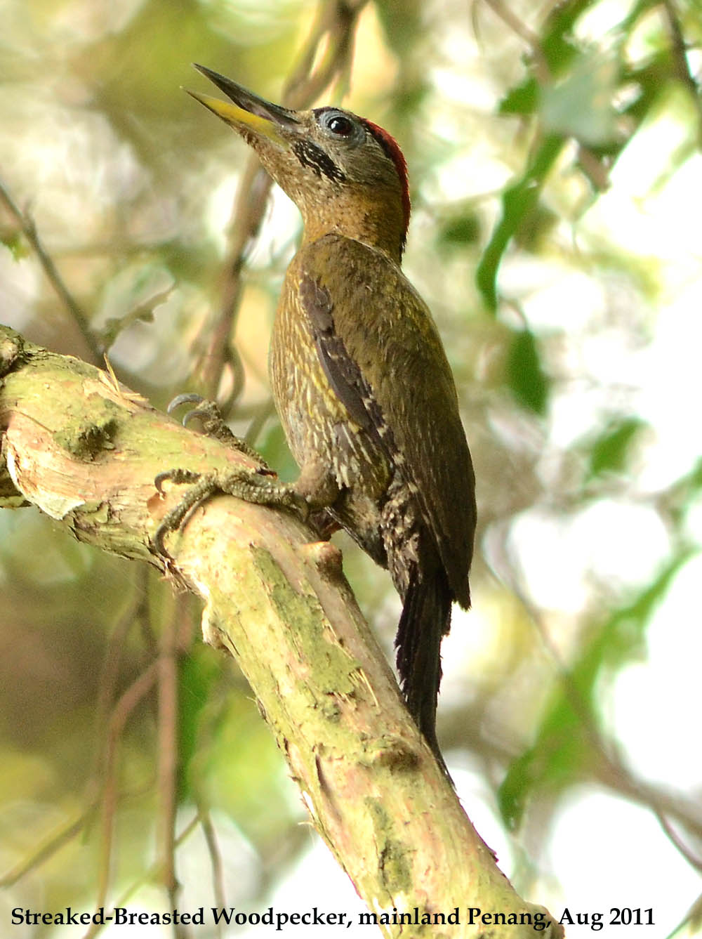 Woodpeckers of the World: Picid In Focus: Streak-breasted Woodpecker ...
