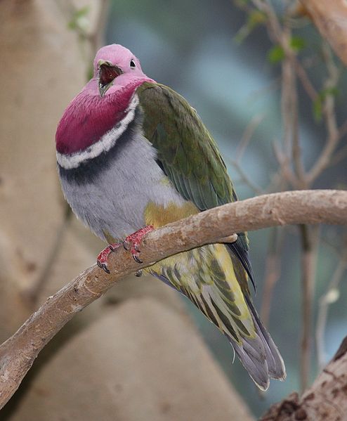 World of Pigeons and Doves: Pink headed Fruit Dove