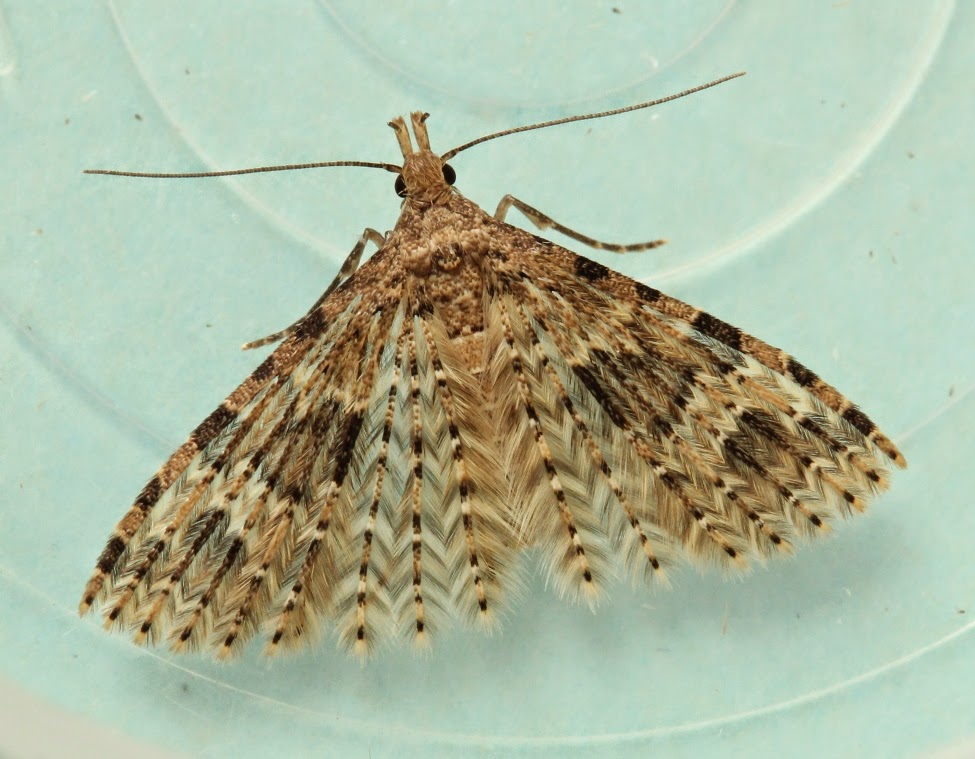 Ceredigion Moths: Common marbled carpet
