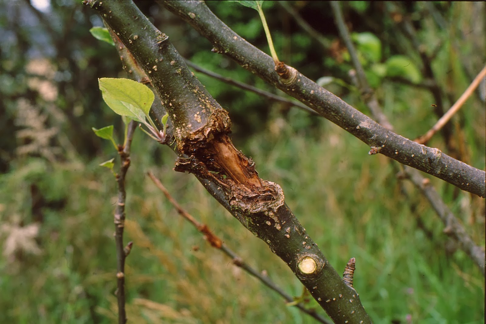 The Fruit Growing Expert: Apples pests and diseases identifyer