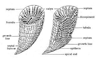 The Palaeo Post: The Difference Between...Rugose, Tabulate and ...