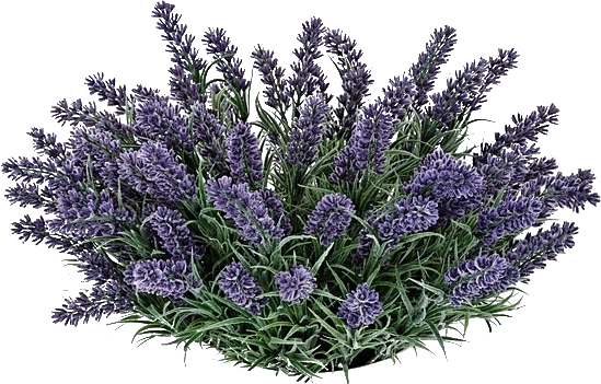 Lavanda, una entrada perfumada.