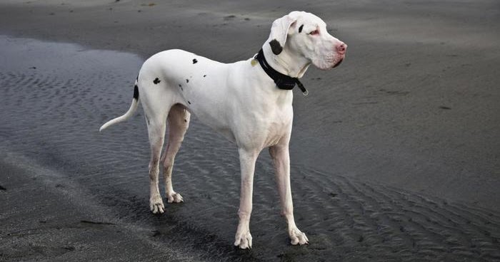 Great Dane Breed Types: Well-Formed Standar Red-Nose Gold-Eye Muscular ...
