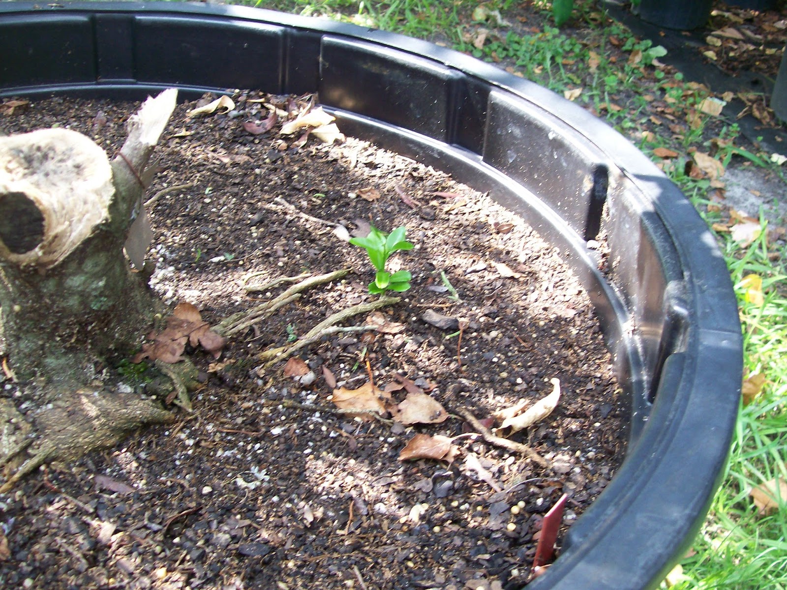 The Citrus Guy: Citrus Freeze Damage and What you Should or Should Not do