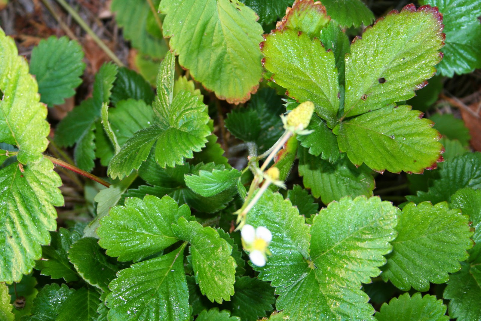 Whispers From Elizabeth: Is It Possible To Have Homegrown Strawberries ...