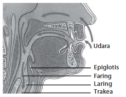Bagian Organ Pernapasan Insan Lengkap Dengan Gambar Dan Penjelasannya ...