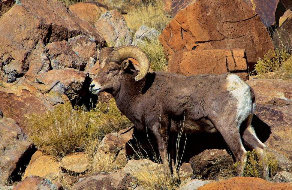Bighorn Sheep | The Biggest Animals Kingdom