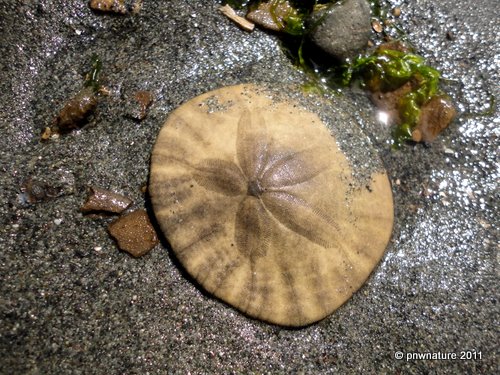 Eccentric Sand Dollar (Dendraster Excentricus)