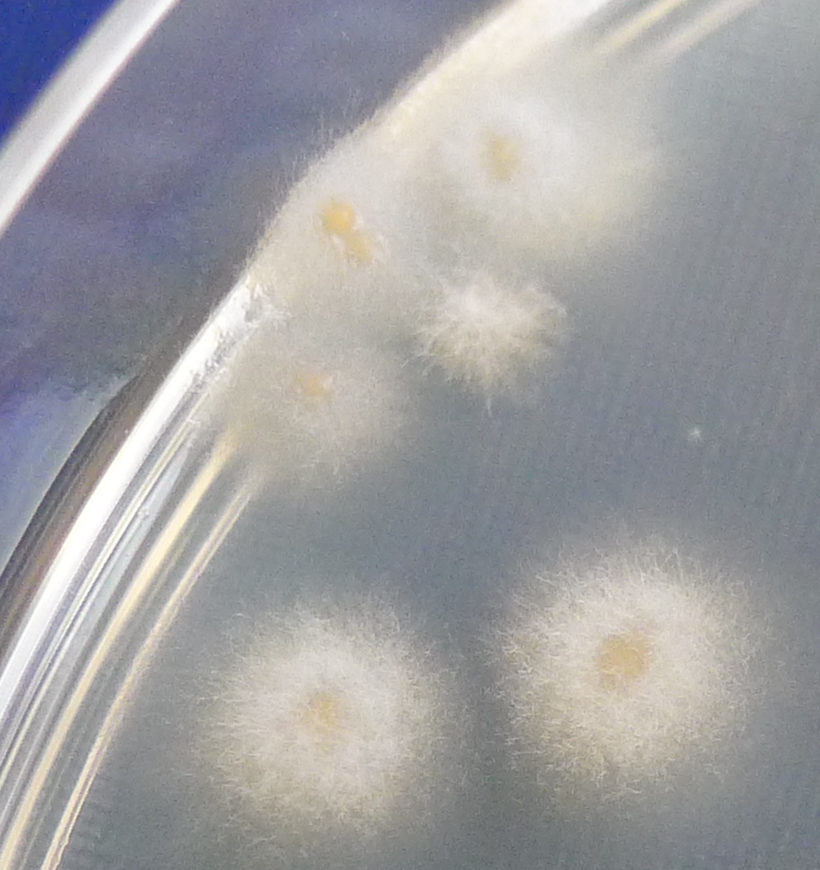 Z Mikrobiologią za Pan Brat: Patulina w produktach spożywczych