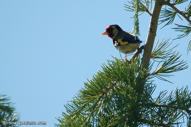 Birding Catalunya: Ocells al Pla de Beret