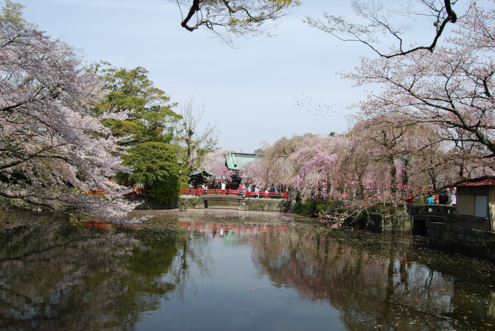 Photos Sightseeing in Japan: Cherry blossoms in Mishima Taisha Shrine ...
