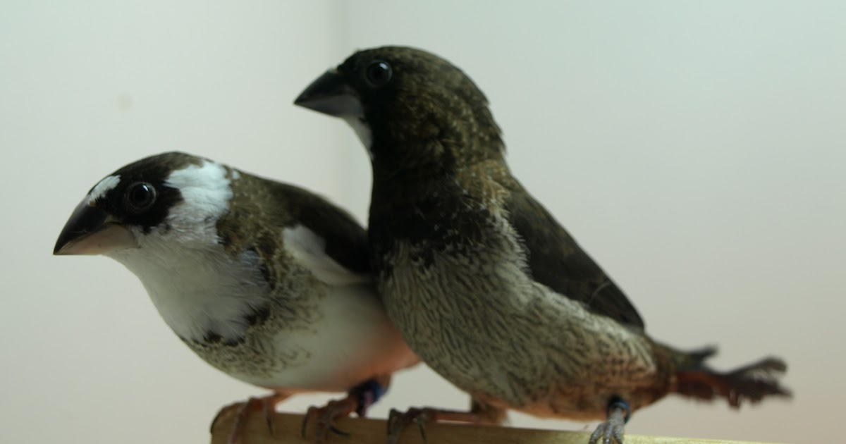 AvesMundi: ISABELITA DE JAPÓN