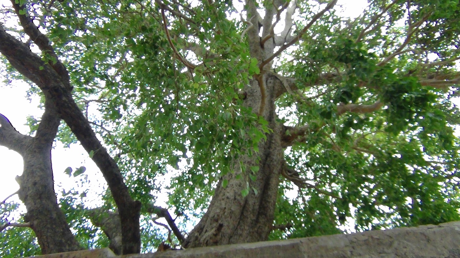 Dr.Ravishankar's blog: Sri Bhuvarahaswamy temple Srimushnam a Divya ...