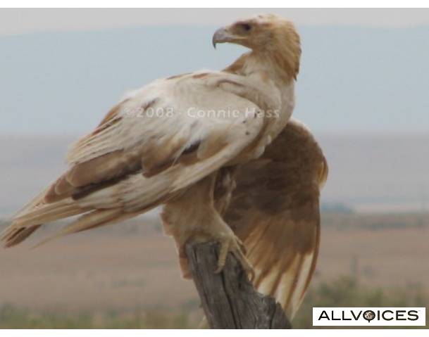 Nazli Rainflower: Journey of the White Eagle-Journey of Inner Power