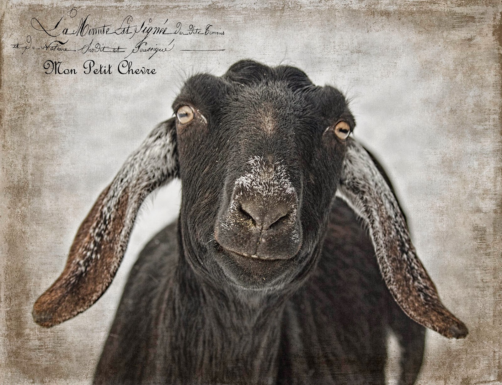 Hanging Frame Photography: Goats of Meredith Farms Topsfield, MA