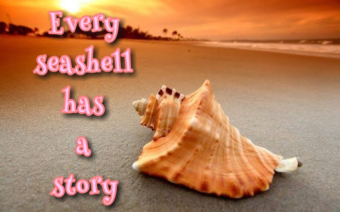 EVERY SEASHELL HAS A STORY!!!