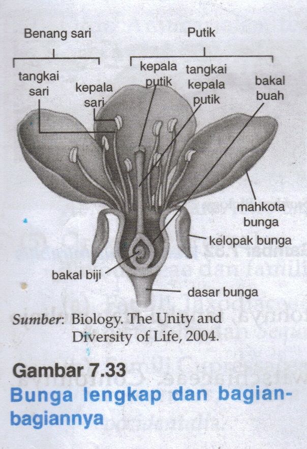 Tren 30+ Morfologi Bunga Kertas