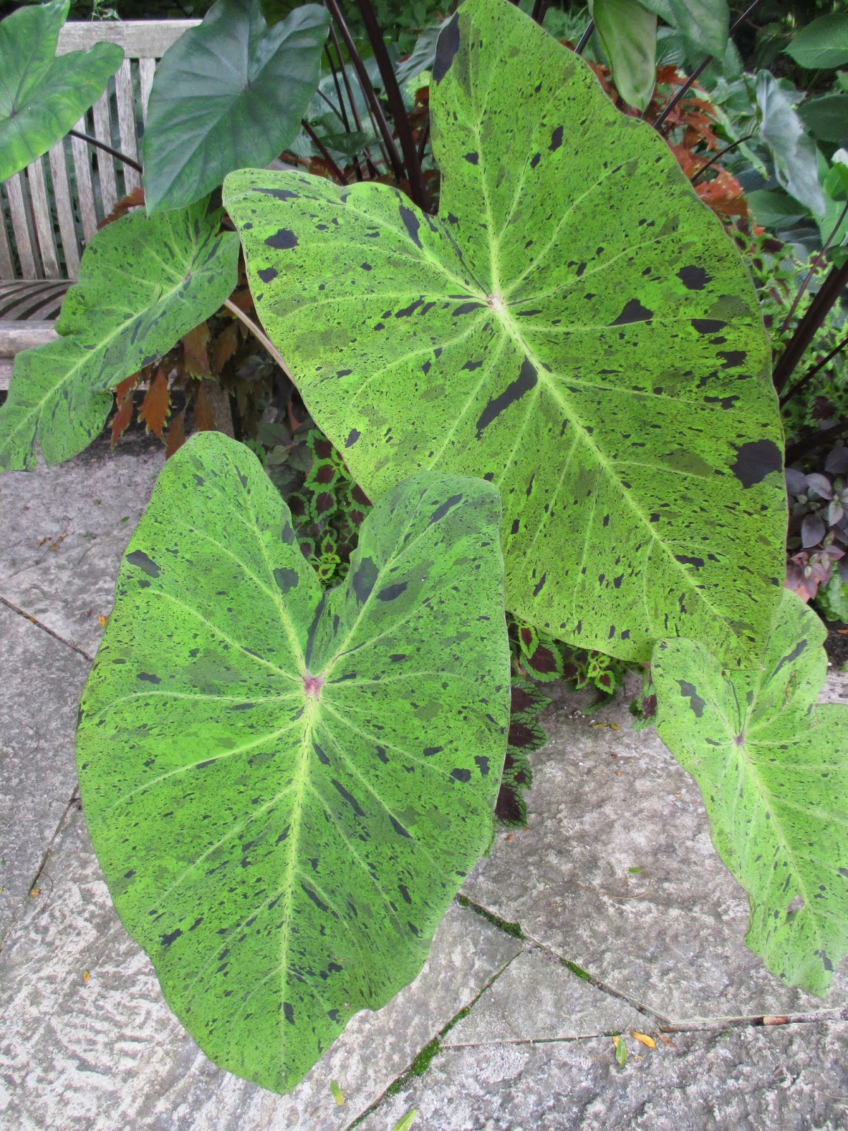 Rotary Botanical Gardens - Hort Blog: 2015 Elephant Ear Collection