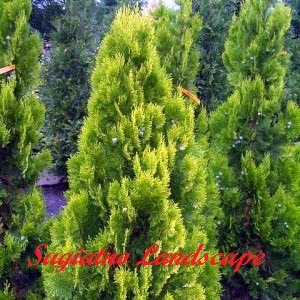 Pohon cemara kipas | aneka tanaman cemara kipas | tanaman hias | Tukang ...