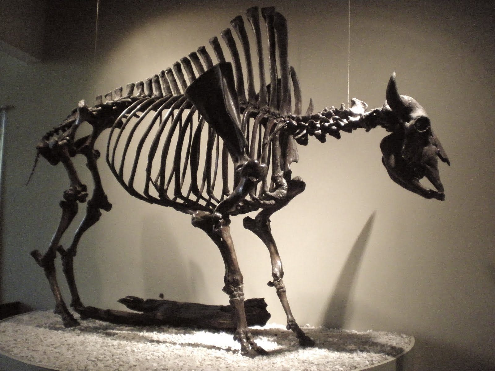 [Question] Why is Spinosaurus always being depicted with long arms and ...