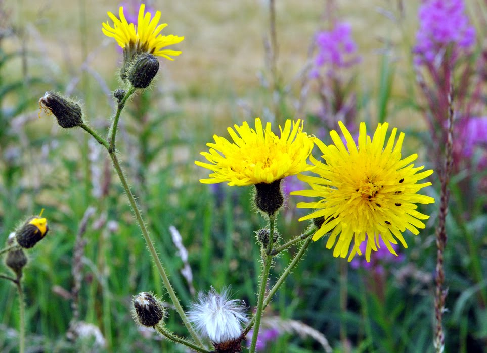 North Fife: Smooth Sowthistle