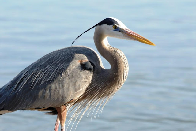 Heron | The Biggest Animals Kingdom