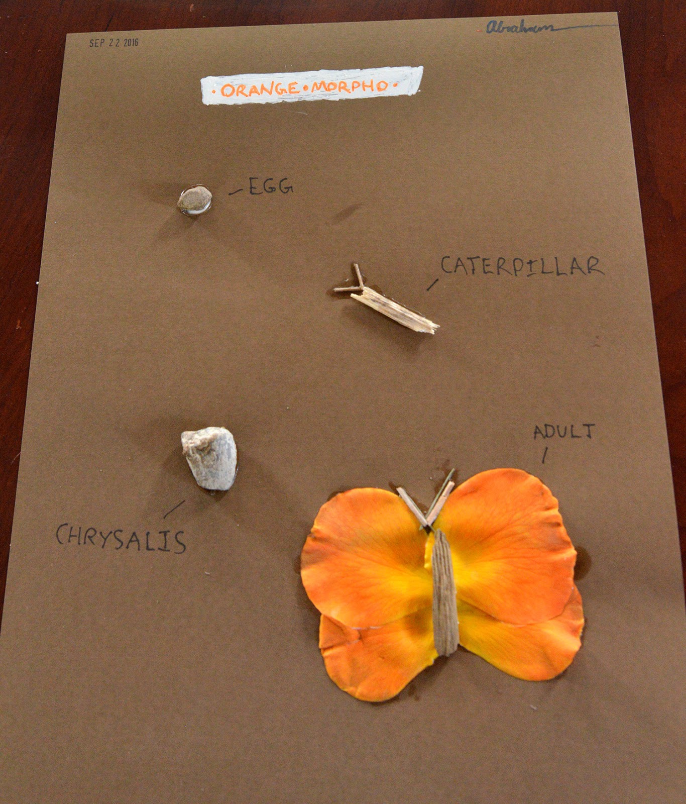 A school of fish: Butterfly Life Cycle Collage