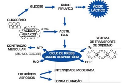 Sistema anaeróbio e aeróbio