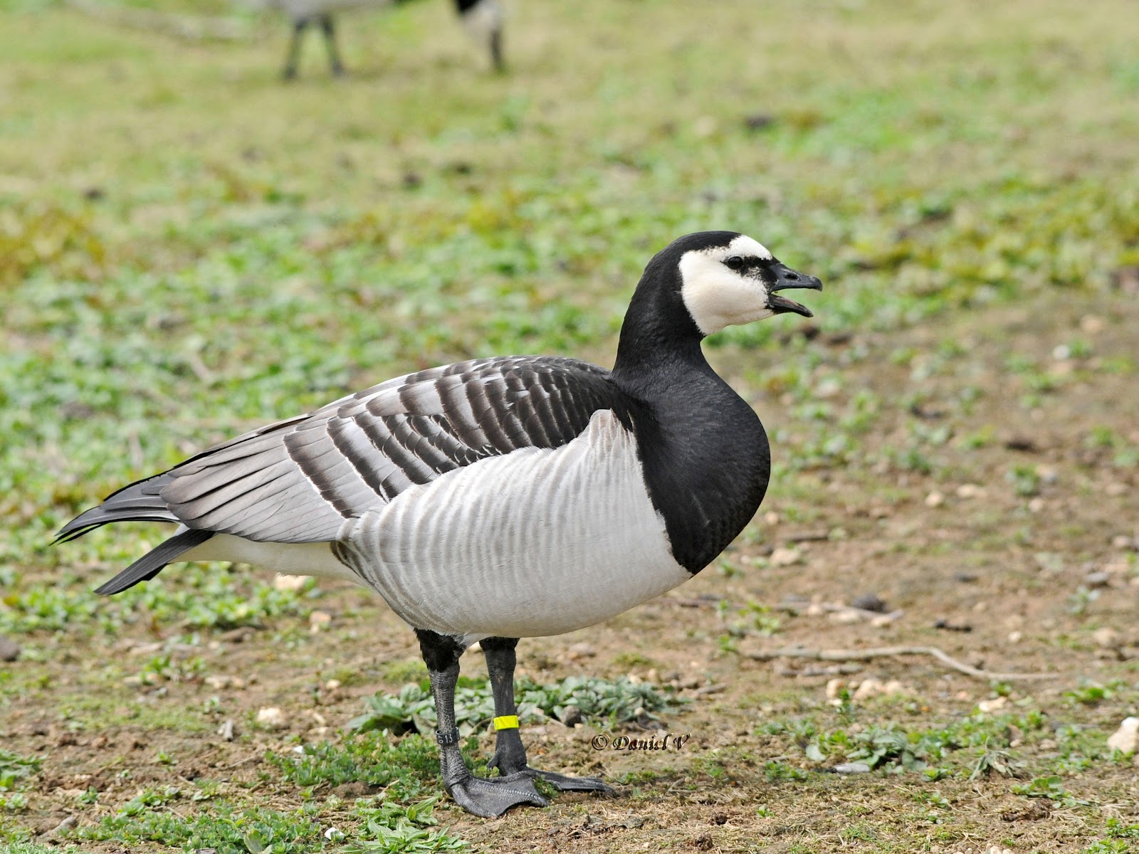 Les oiseaux du 27: La Bernache nonnette, Branta leucopsis