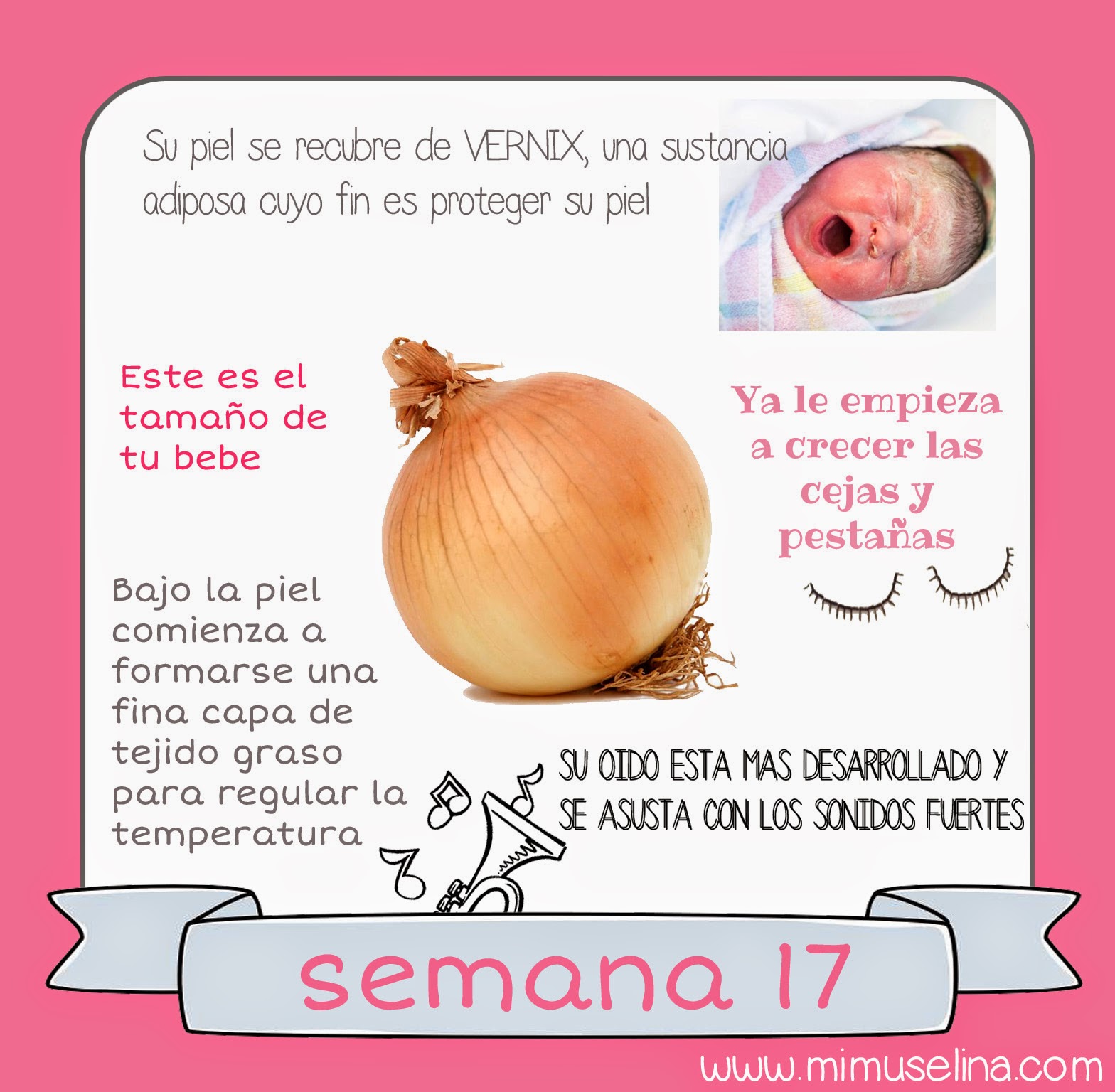 Semana 17 embarazo. Tamaño y evolución del bebé @mimuselina - Blogs de ...
