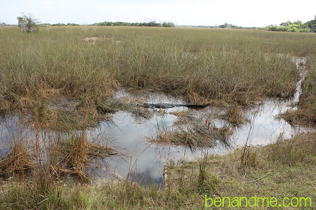 Alligators of the Everglades - Ben and Me