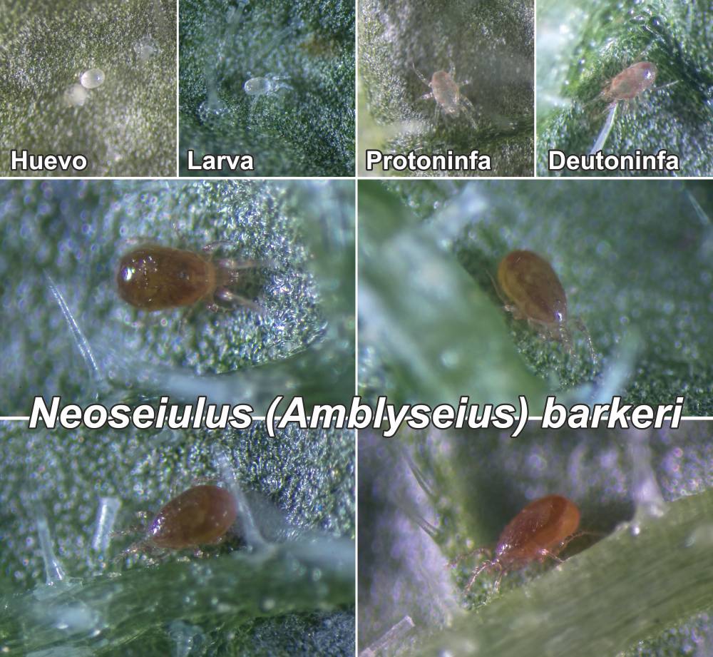 Homo agricola: junio 2012