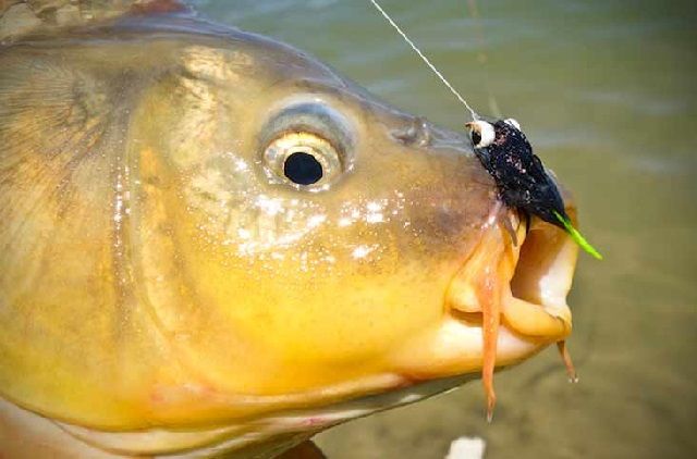 Tips Mancing Ikan Mas yang Tepat Sasaran dan Banyak Dilupakan