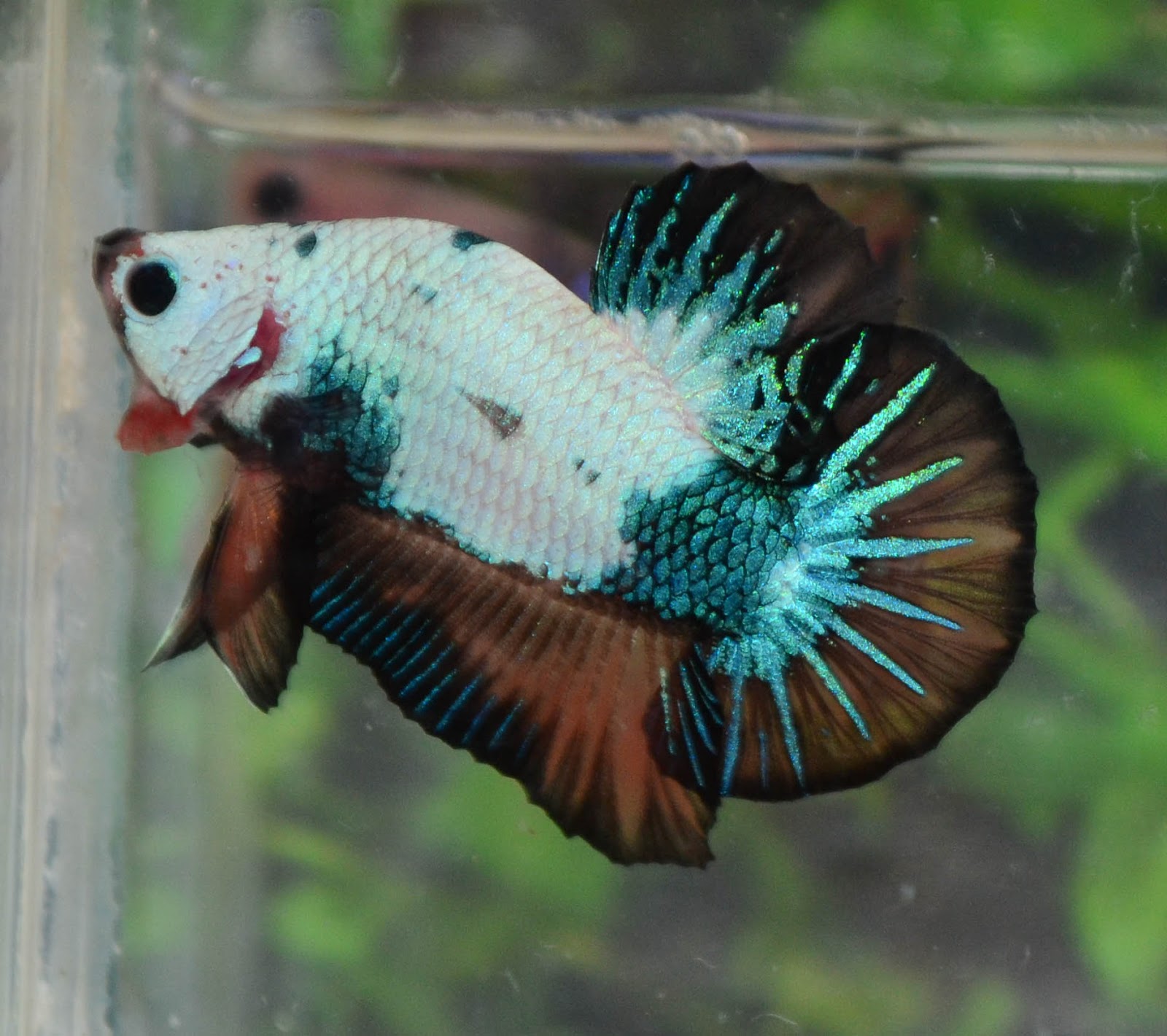Betta Fish Afira: October 2012