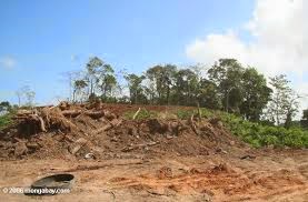 Destrucción de los bosques y selvas tropicales