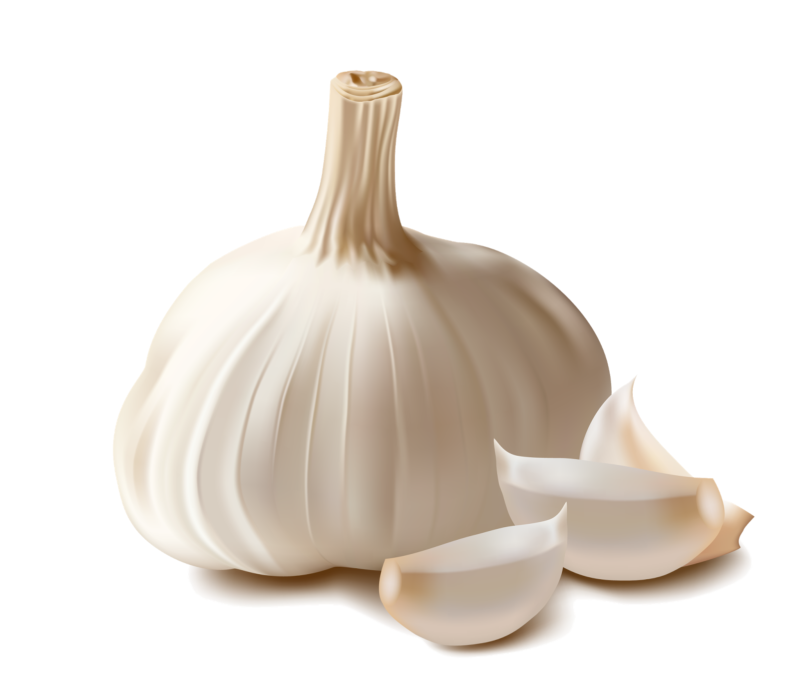 Tarım Siteniz: SARMISAK (Allium sativum) (Garlic)