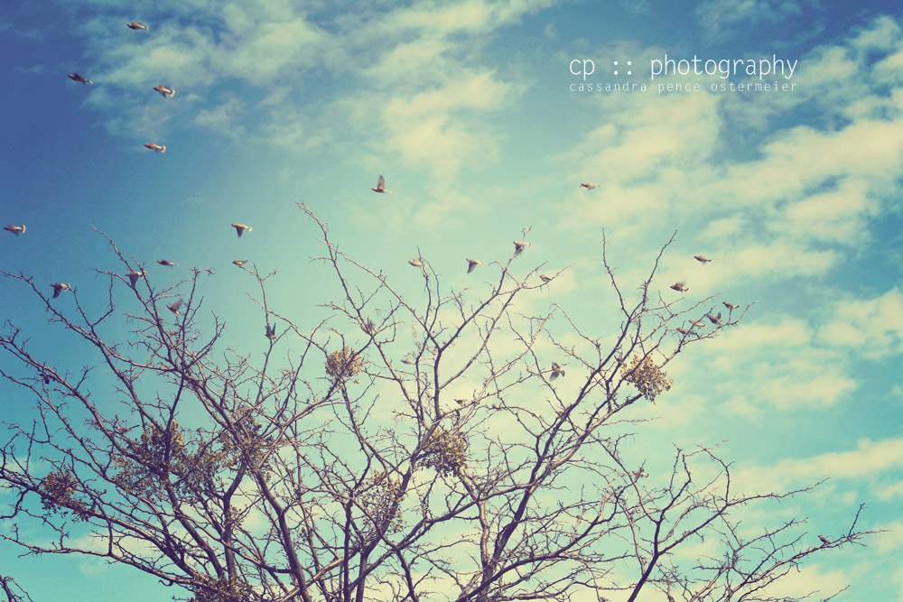 sassafras: feeling blue :: color photography