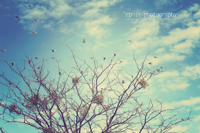 sassafras: feeling blue :: color photography