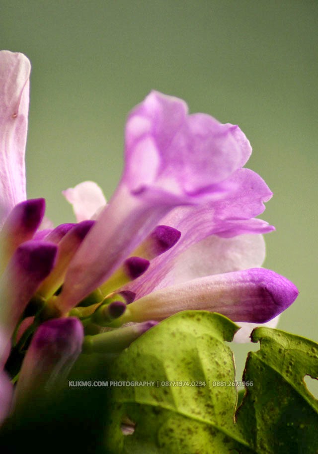 fotografer: BUNGA TEROMPET PUTIH UNGU