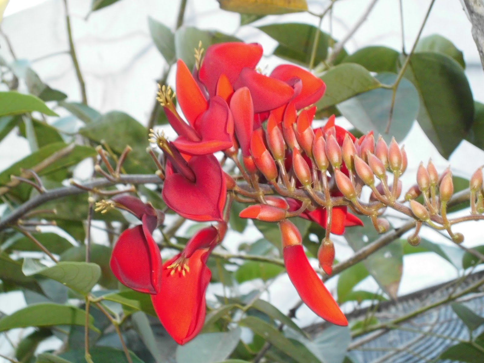Red Dadap Flower ( Red Coral Flower )