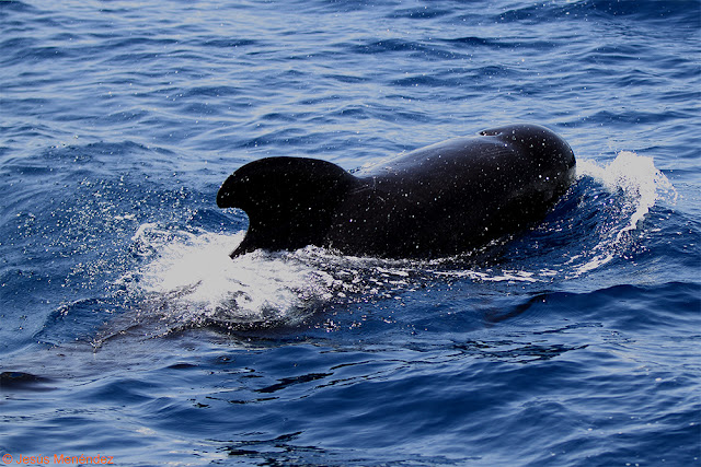 © DEMENCIA ORNITOLOGICA 43º23´N 3º13´W: Calderón común. Globicephala ...