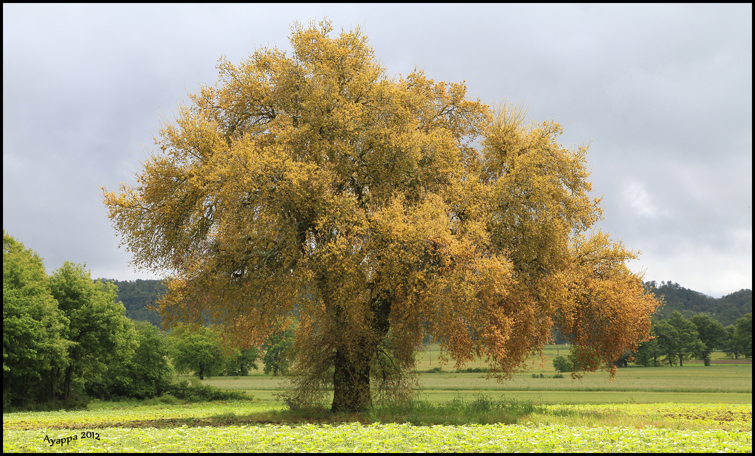 Alberi e dintorni: Farnia