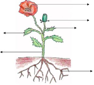 Blog de los niños: PLANTAS