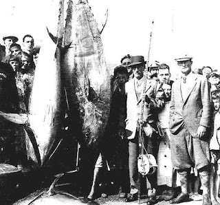 Big-game Tunny Fishing Off Scarborough - Tunny Fish