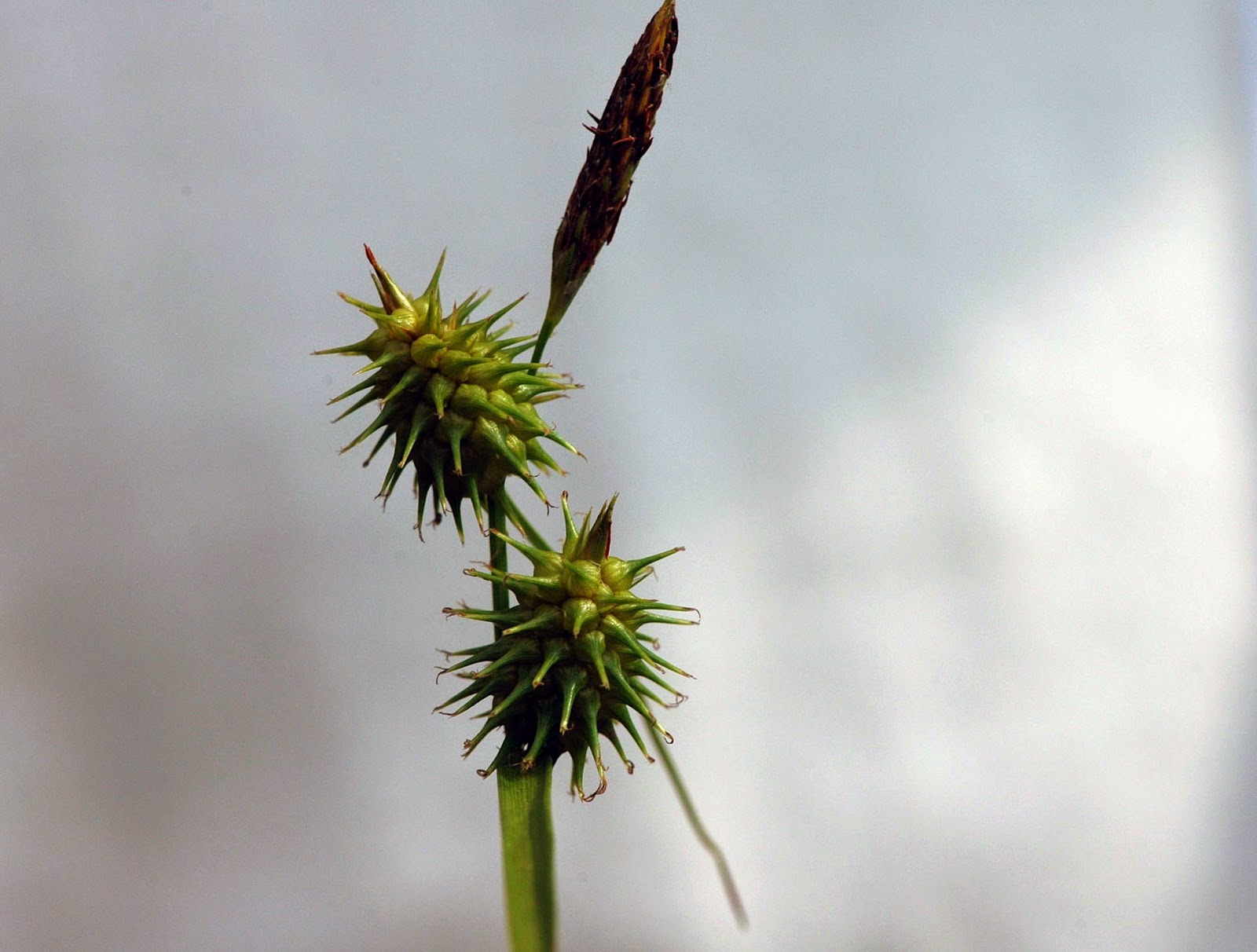 Field Biology in Southeastern Ohio: Carex Sedges part 3, the small species