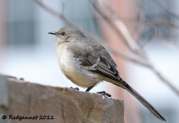 Redgannet: Tyson's Corner, Virginia, IAD